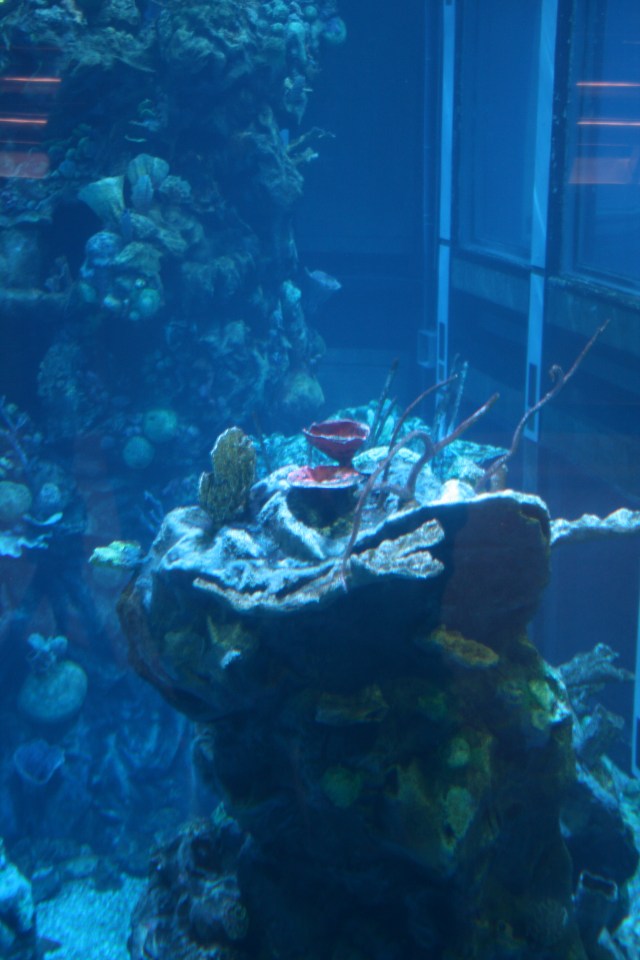 Under the Sea Base Alpha at Epcot | Disleelandia